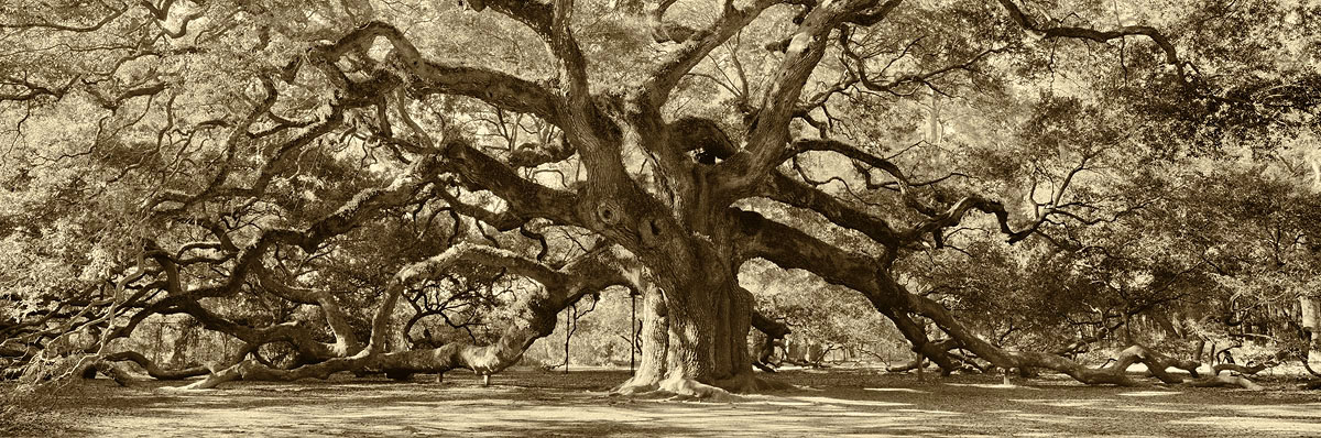 Angel Oak | Toby Skov Nature Photography